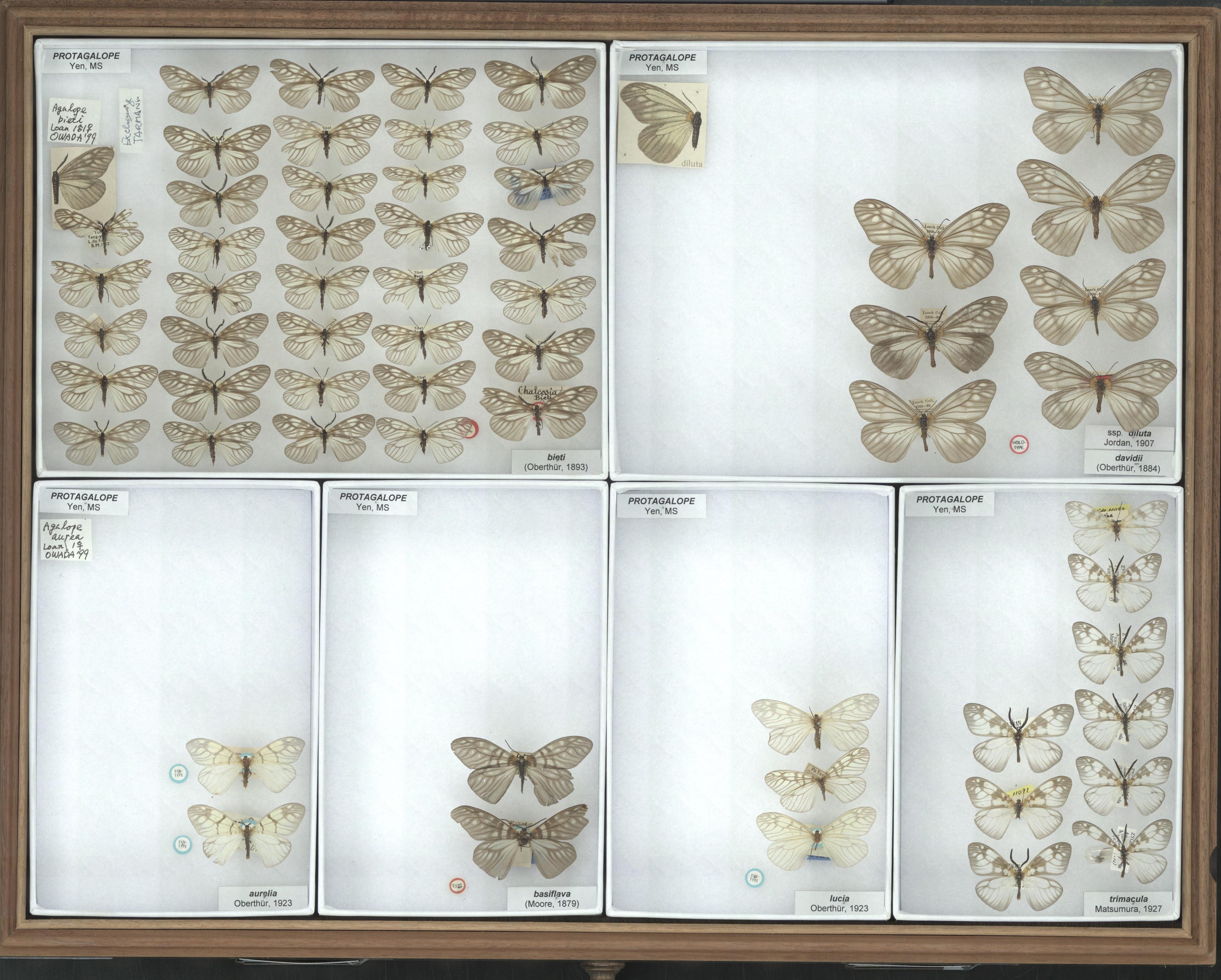 butterfly Object Detection Dataset by project