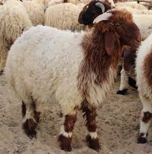 Sheep segmnetation Instance Segmentation Dataset by cls