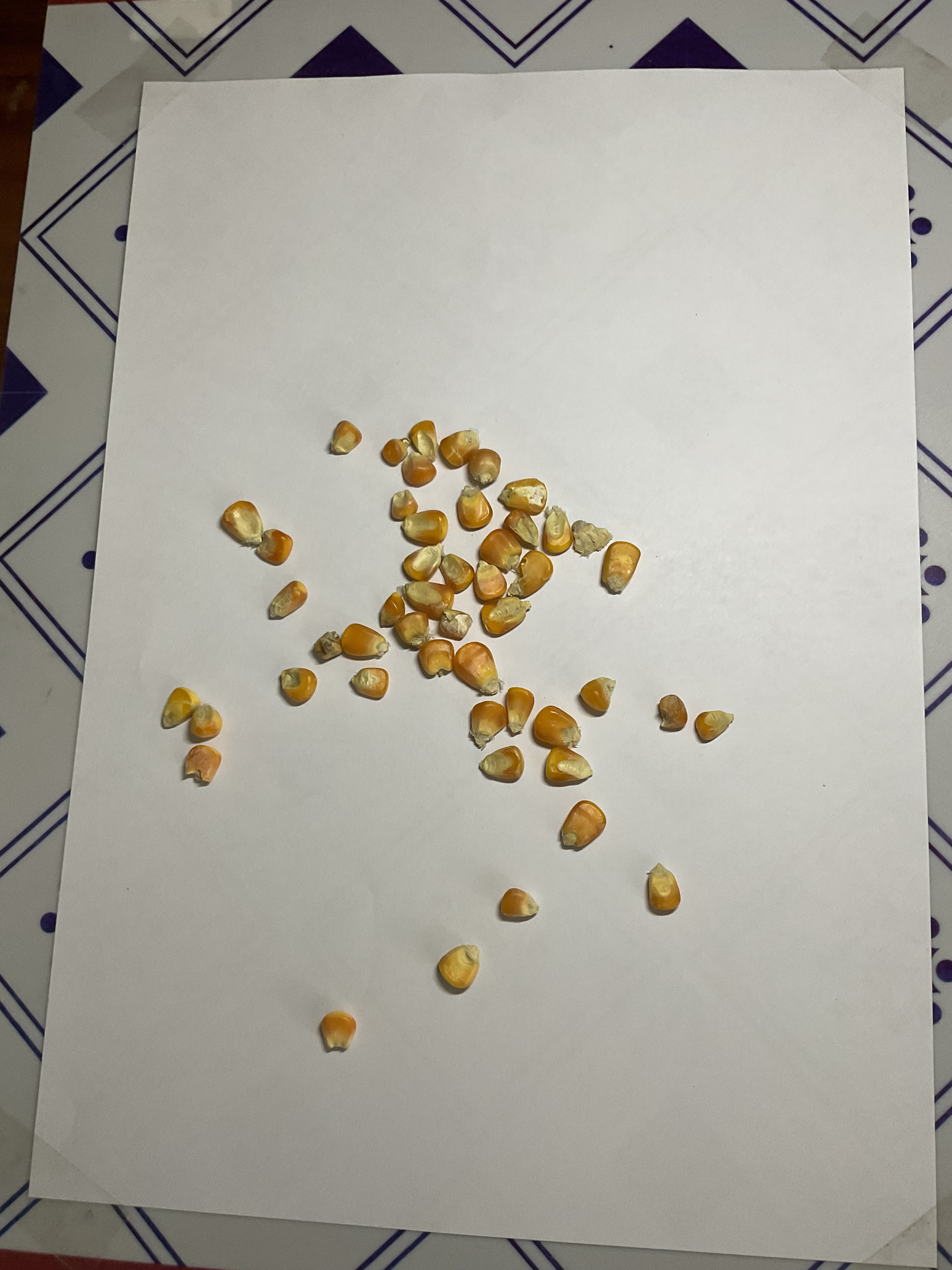 corn hub Object Detection Dataset and Pre-Trained Model by Corn vs Fungus