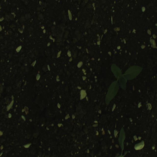 SunFlower500-Jesi Instance Segmentation Dataset by ViT