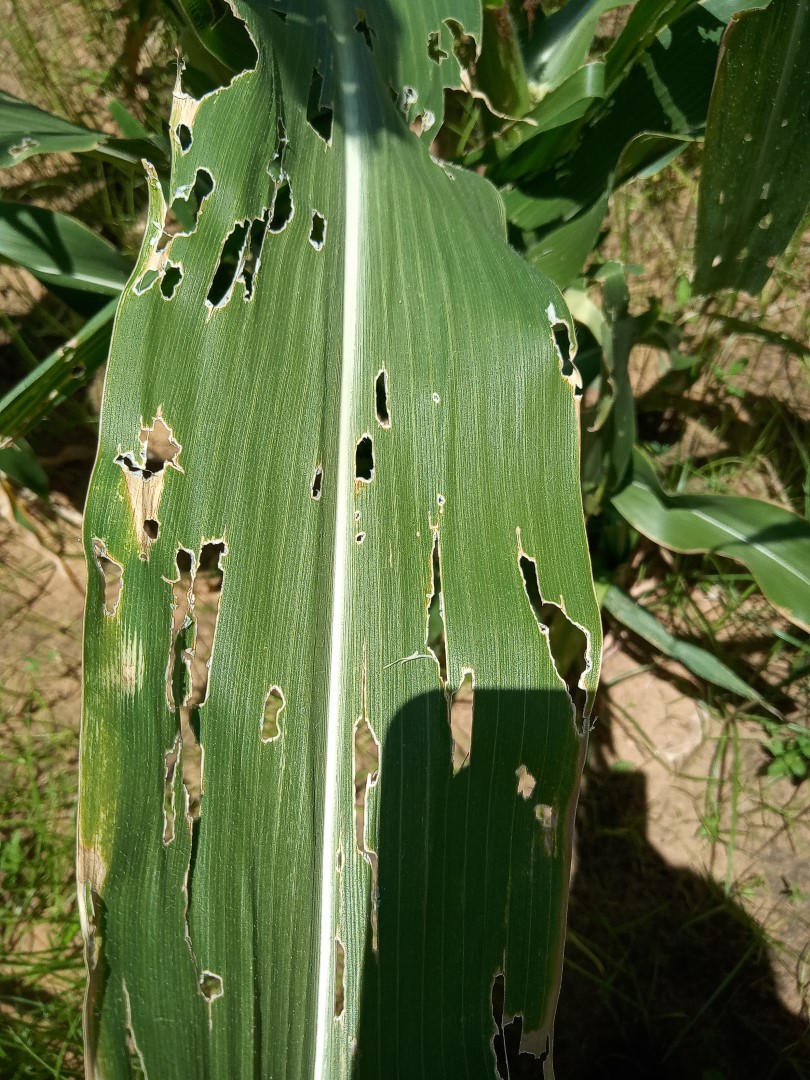 maize-FAW Object Detection Model by Indaba X