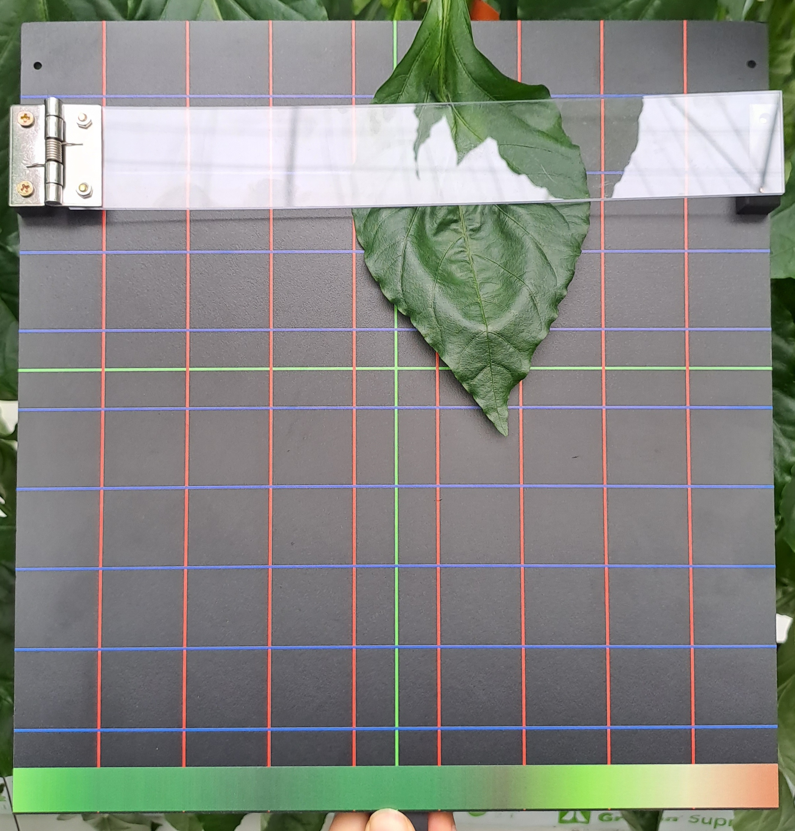 uni_leaf_seg Instance Segmentation Dataset by main1