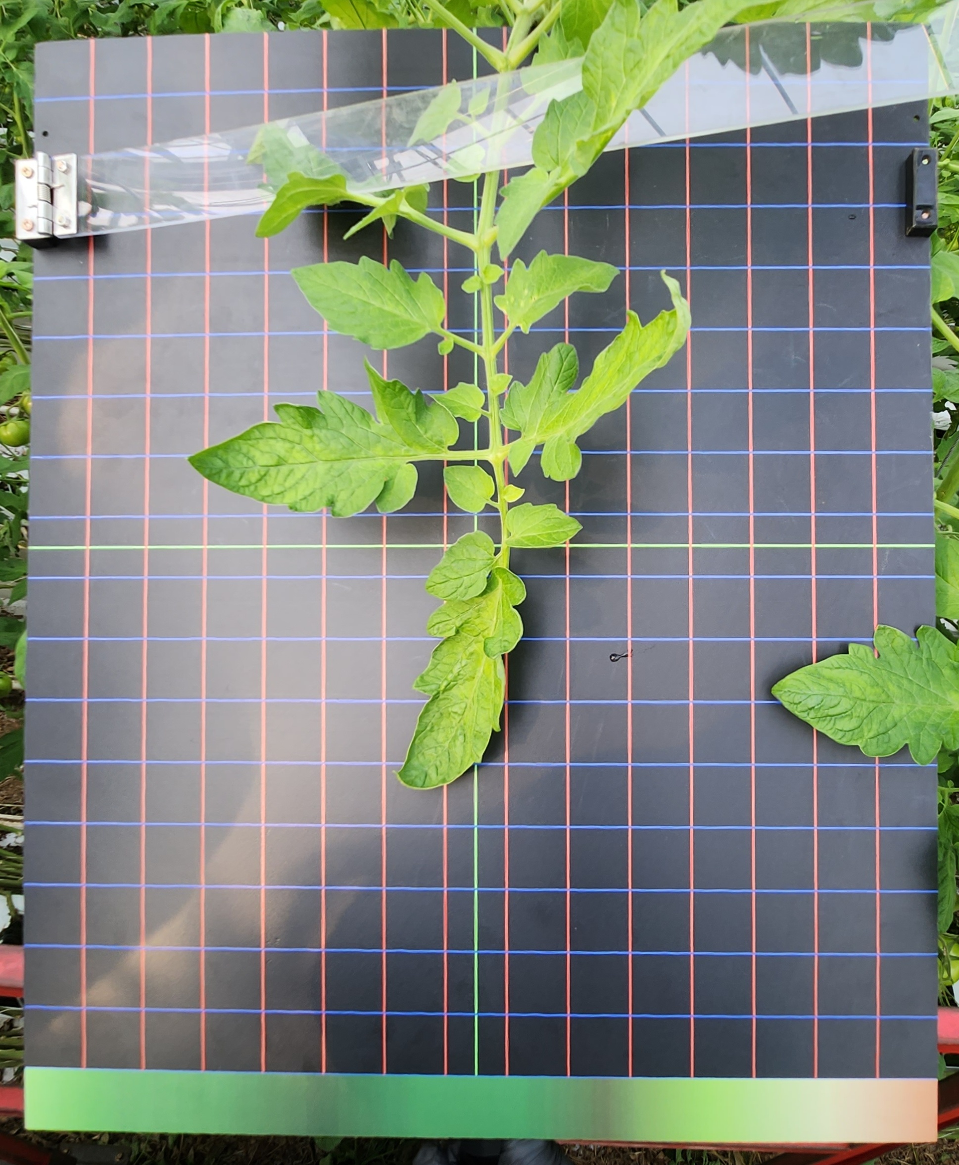 tomato_leaf_seg Instance Segmentation Dataset by main1