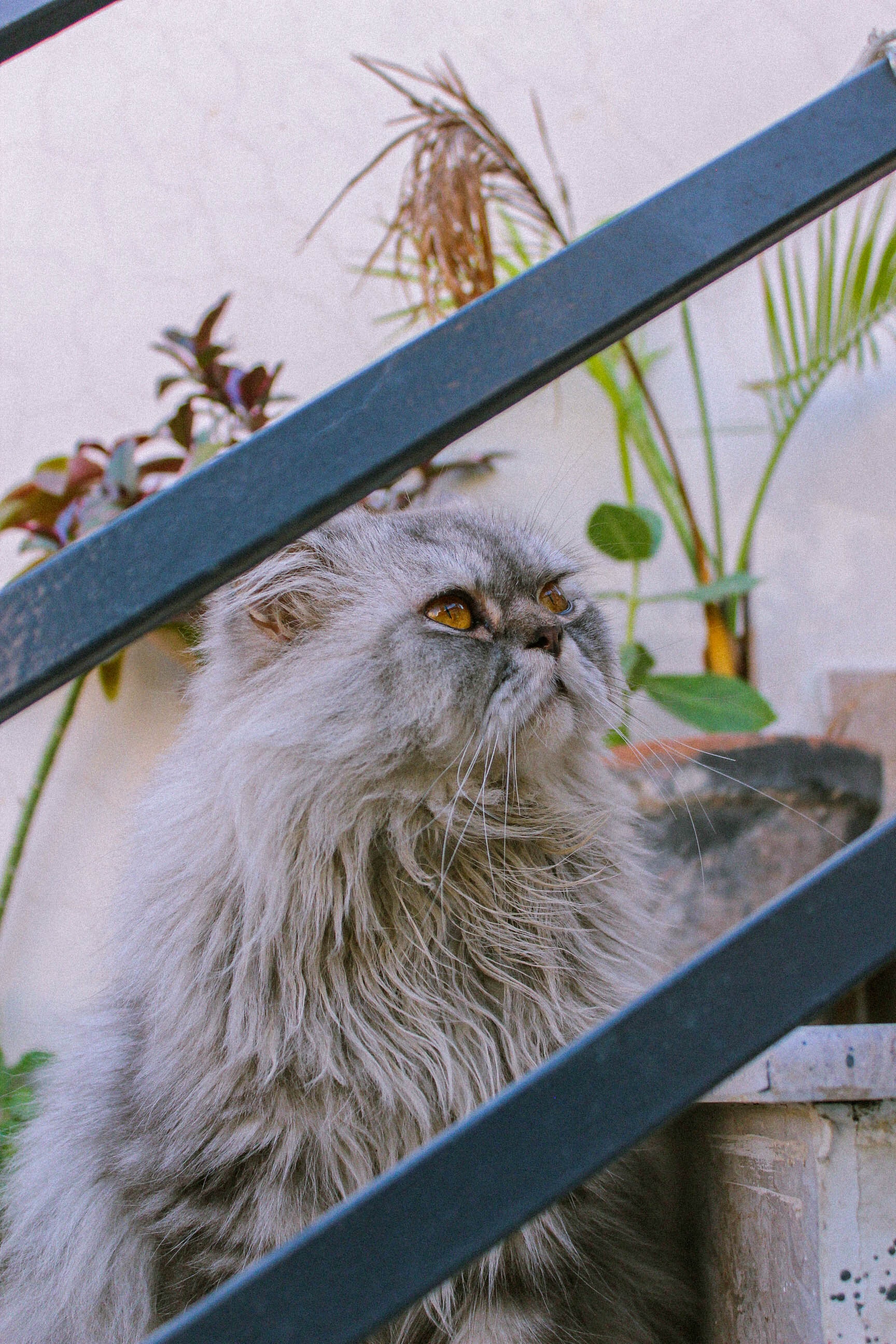 Cats Object Detection Model By Scania