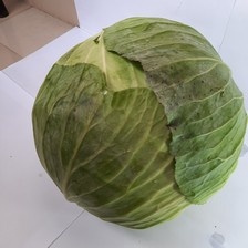 Cabbage-Segmentation Object Detection Dataset by sansovandara