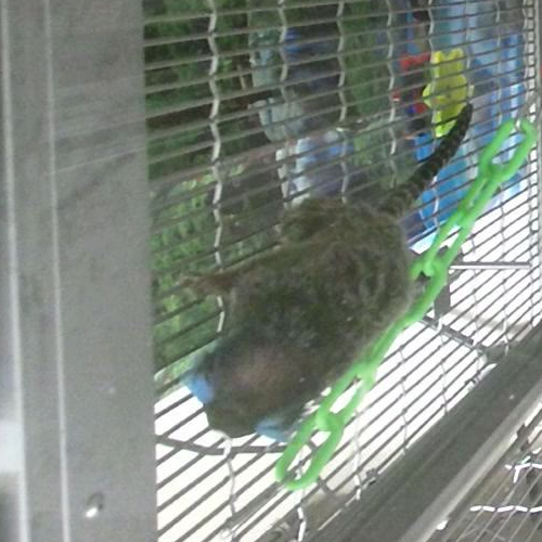 Mammoset Segmentation and Pose Instance Segmentation Model by SupsinK