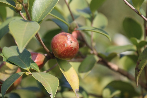 youchaguo Keypoint Detection Dataset by shijue