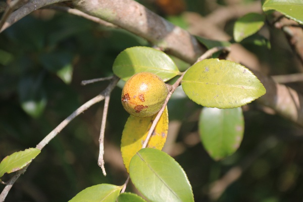 shijue - Roboflow Universe