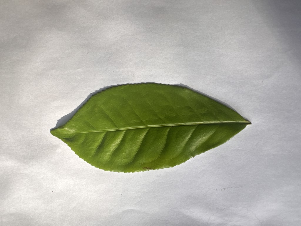 Leaves detection Object Detection Dataset by children and adults detection