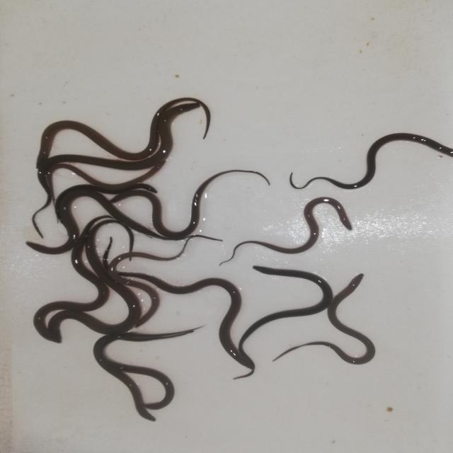 yolov8_eel_v3 Object Detection Dataset by Roboflow