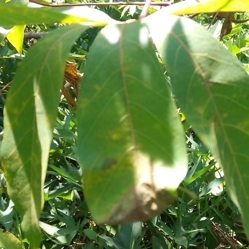 Cassava Classification Classification Model By Cassava Leafs Diceases