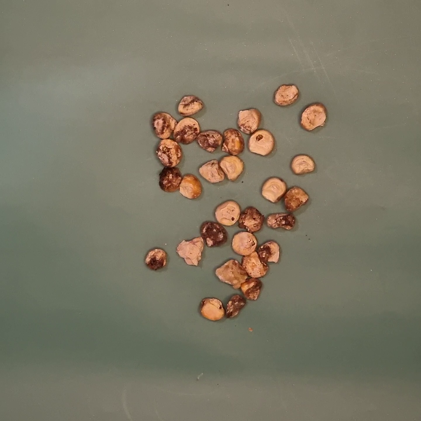 Grain Detection Object Detection Dataset And Pre Trained Model By Corn