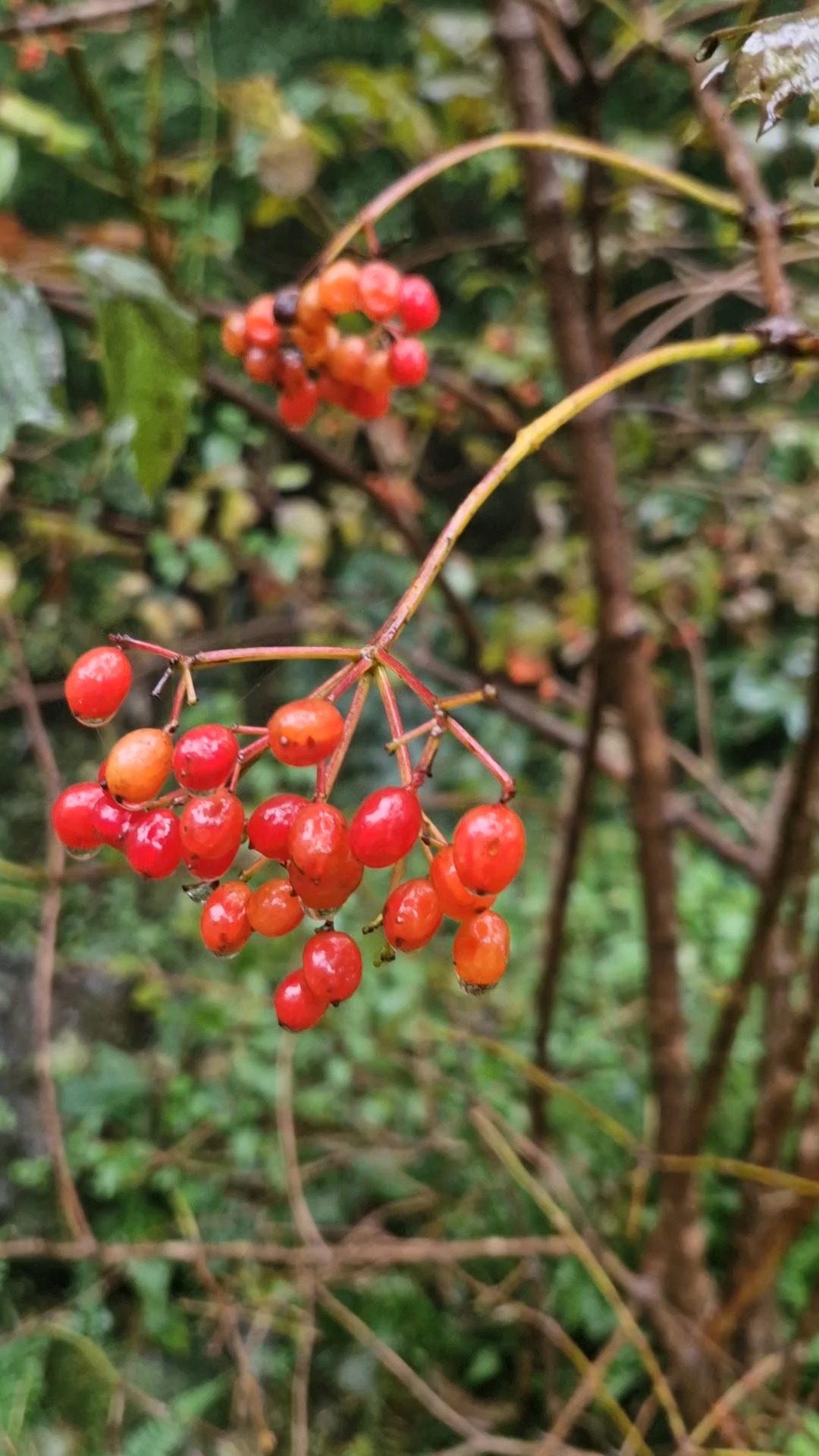 esac_halla Object Detection Dataset and Pre-Trained Model by MyWorkspace