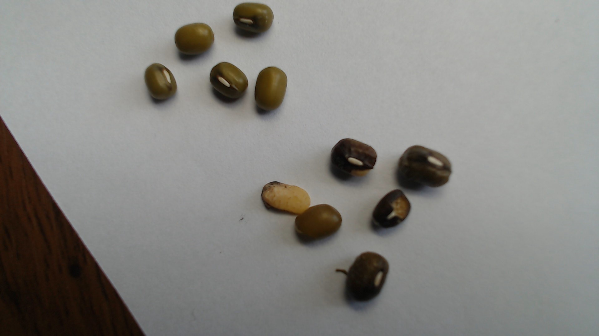 analyseed anotation Object Detection Model by Mics