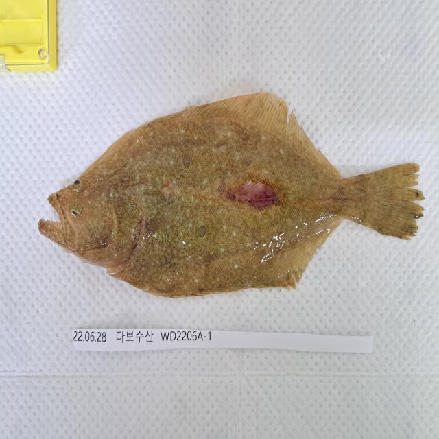 fish Object Detection Model by cnu