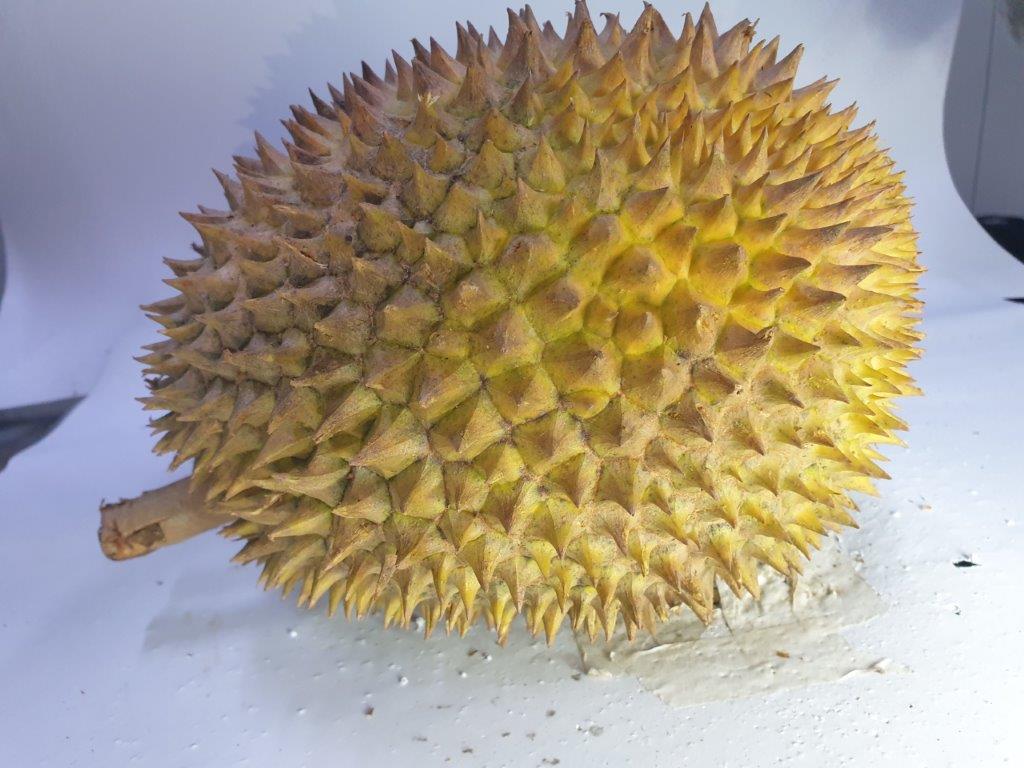 Durian Classification Dataset and Pre-Trained Model by Durian