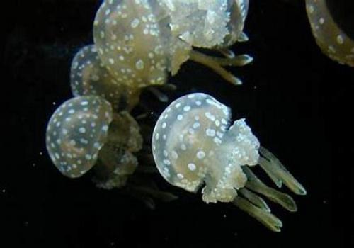 jelly Object Detection Dataset by hoshi13138