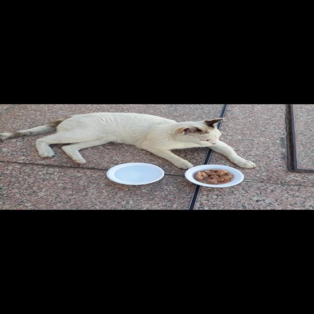 AUS Cat Finder Object Detection Model by COE 476 Cats