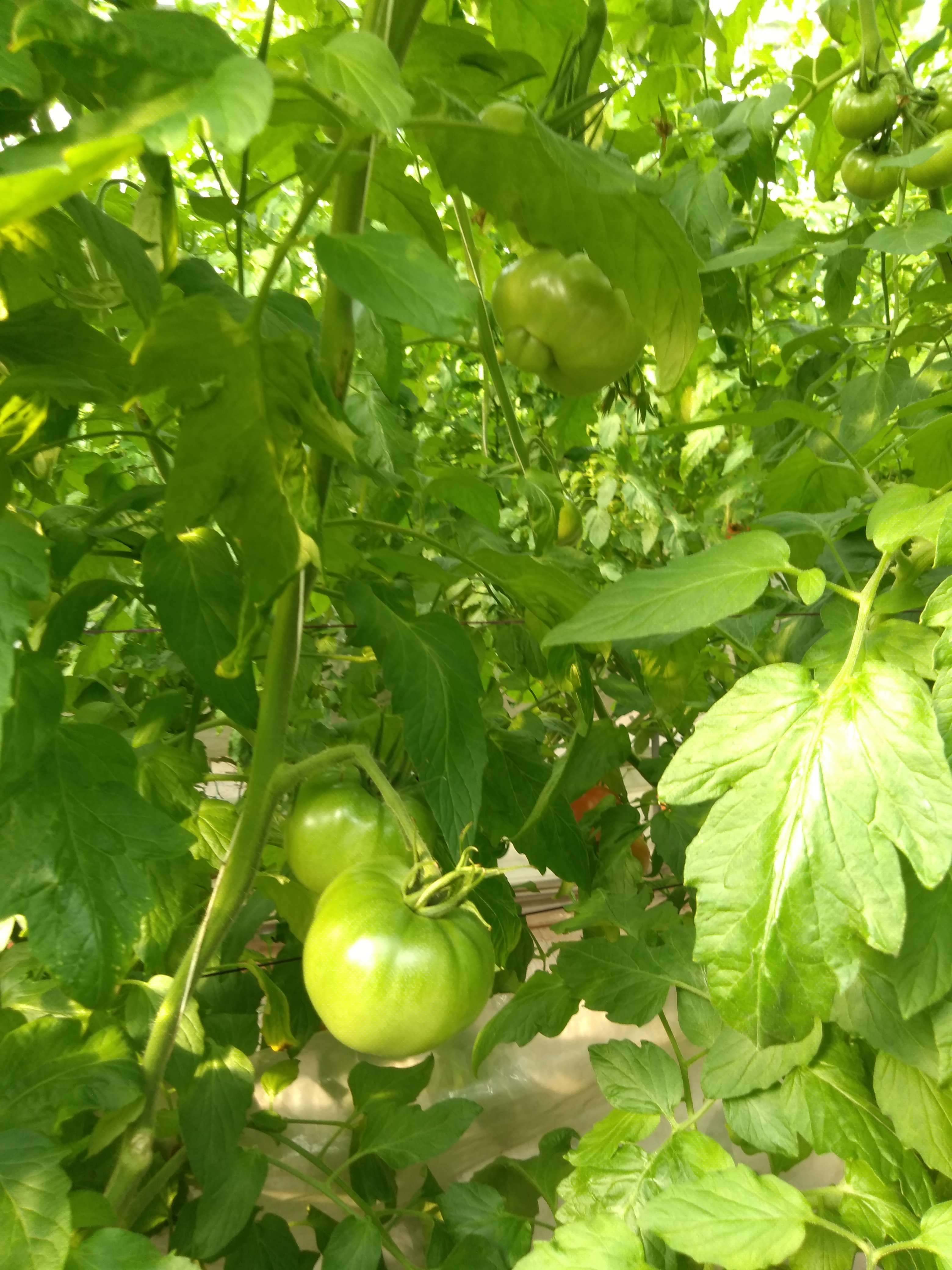 Laboro Tomato Instance Segmentation Model by Jalals Lab