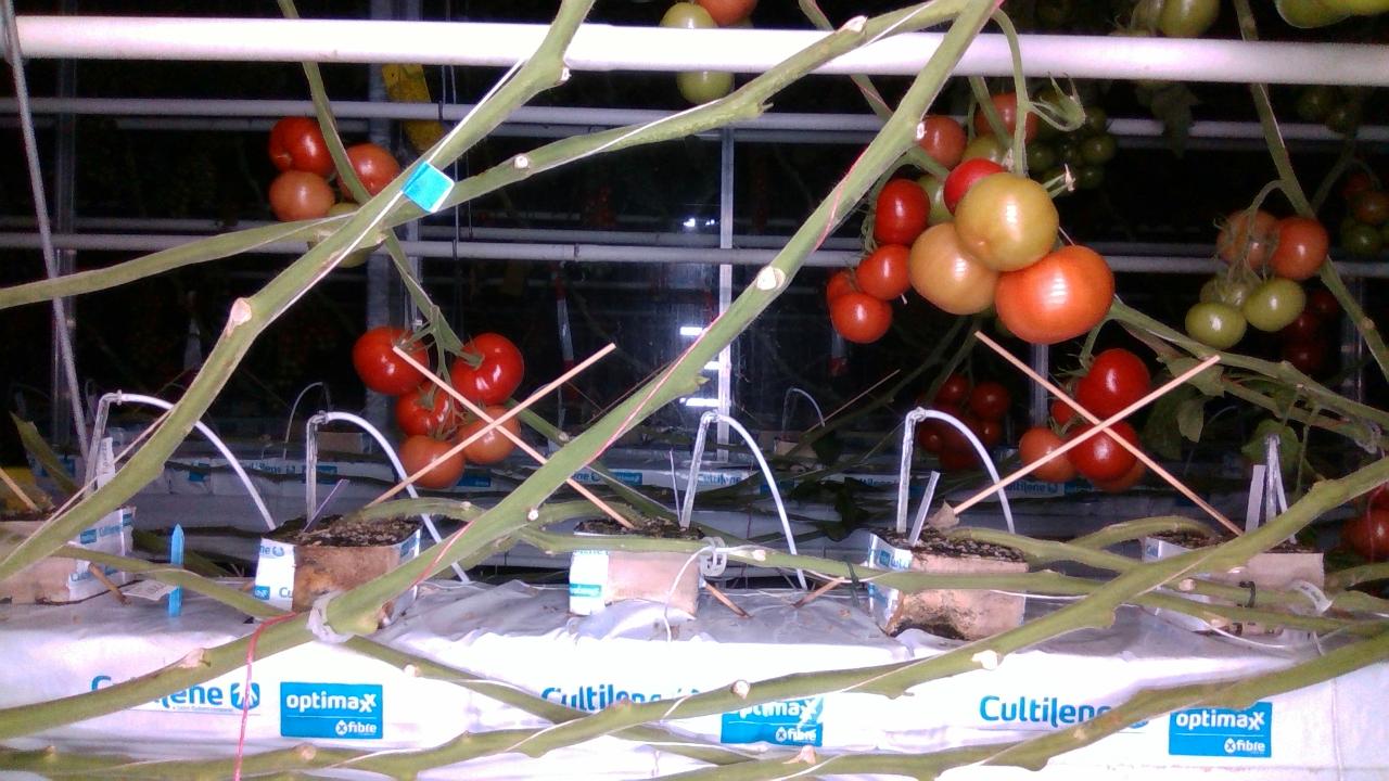 tomato_data_origin Instance Segmentation Dataset by Jalals Lab