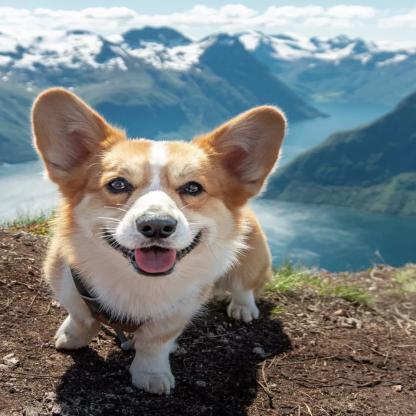 dog Object Detection Dataset by Tempi