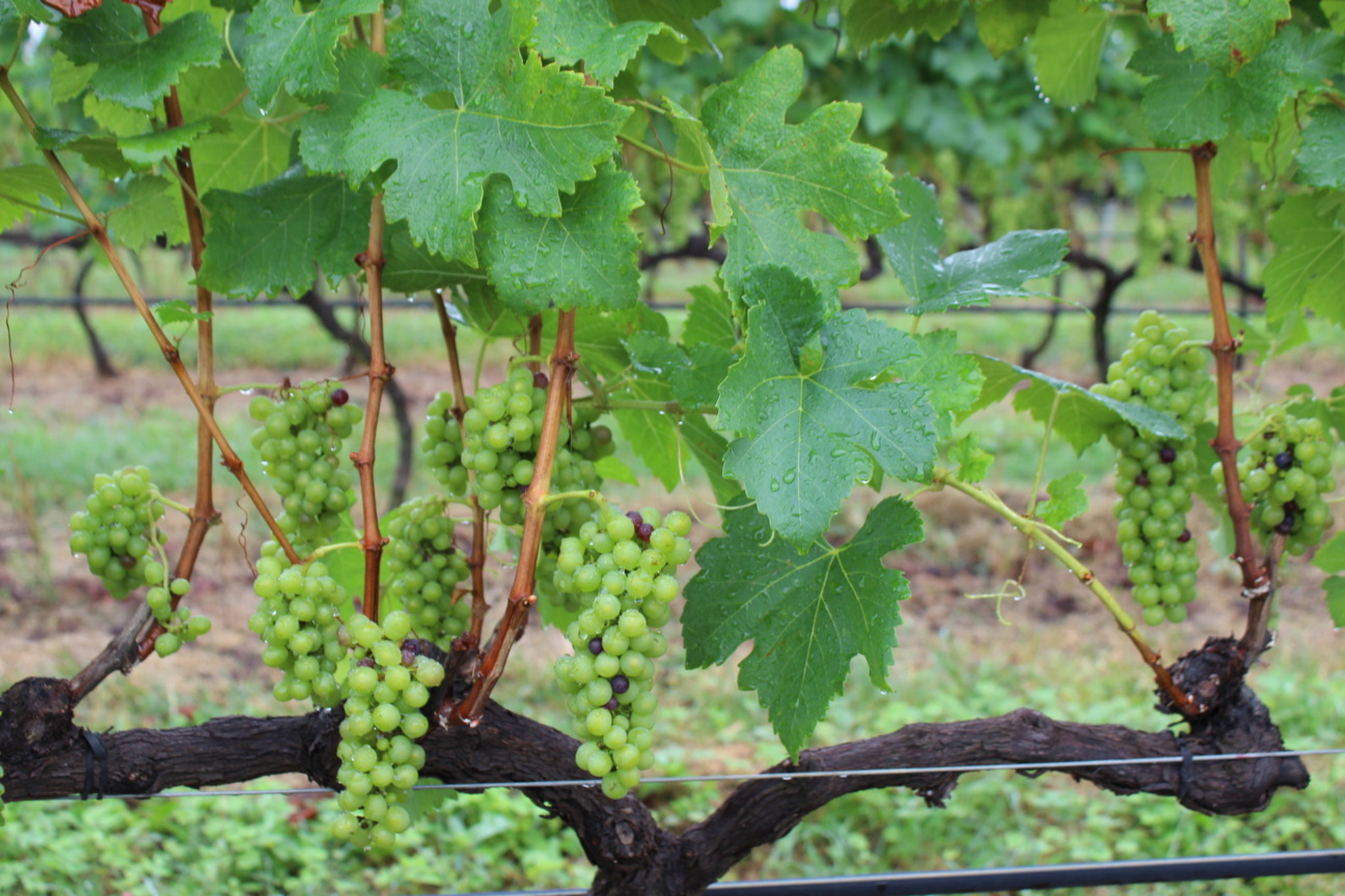 uvas Object Detection Dataset by uvas