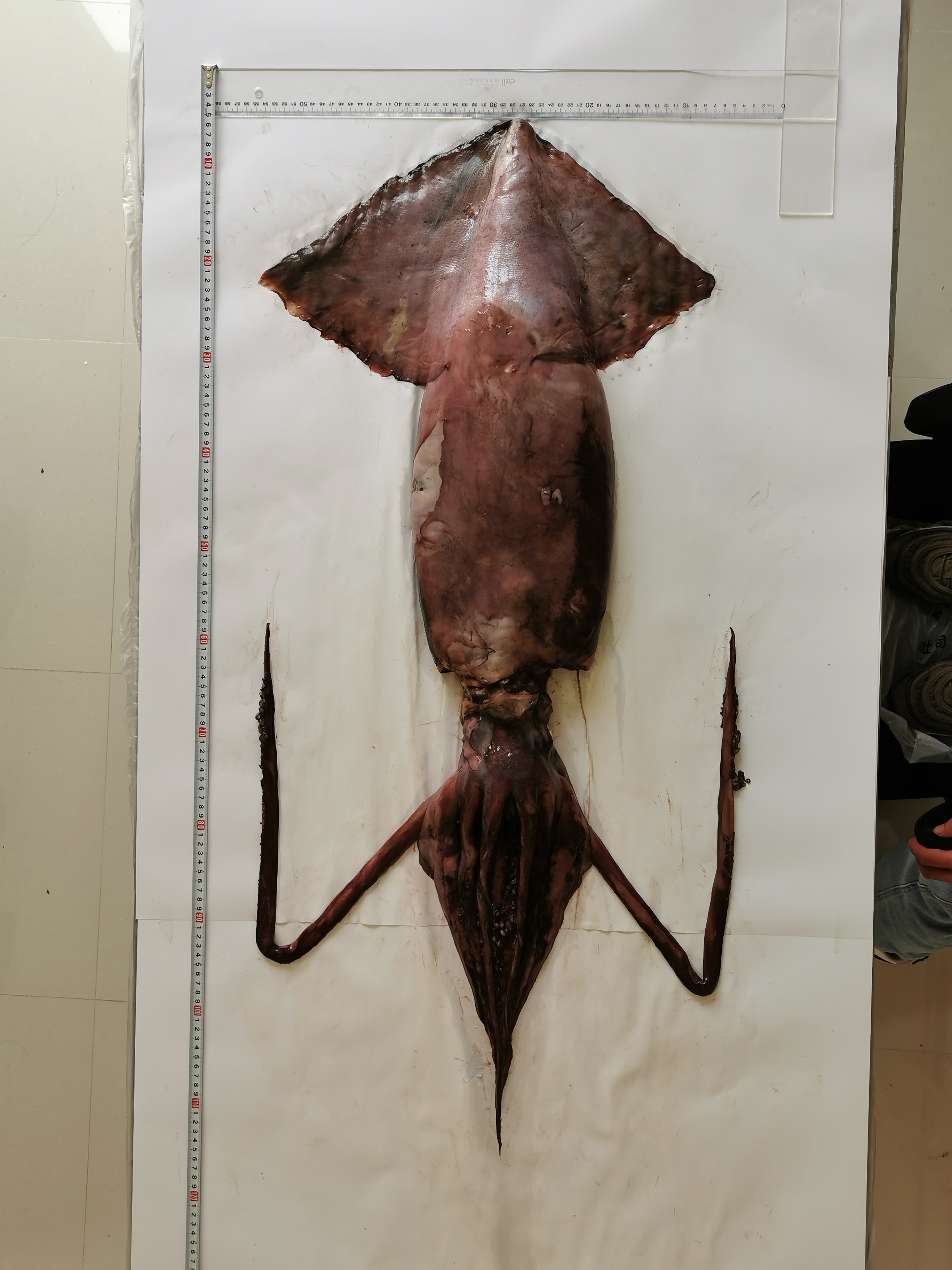 squid test Object Detection Model by shanghai ocean university