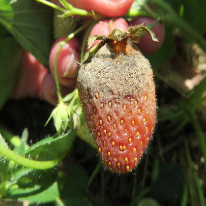 Strawberry Object Detection Dataset by pothole