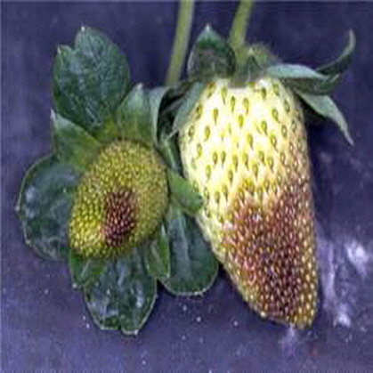 Strawberry disease2 Semantic Segmentation Dataset by Kafrelsheikh ...