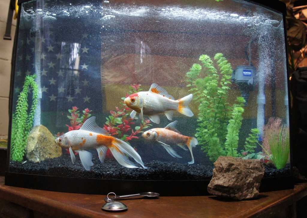 'Fish' Object Detection Dataset by Fish