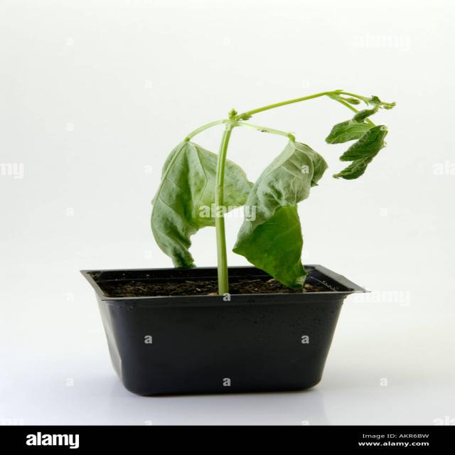 Plants Object Detection Dataset By Workspace 4859