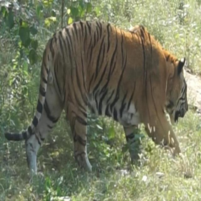 animal-detection Object Detection Dataset by wild animal detection