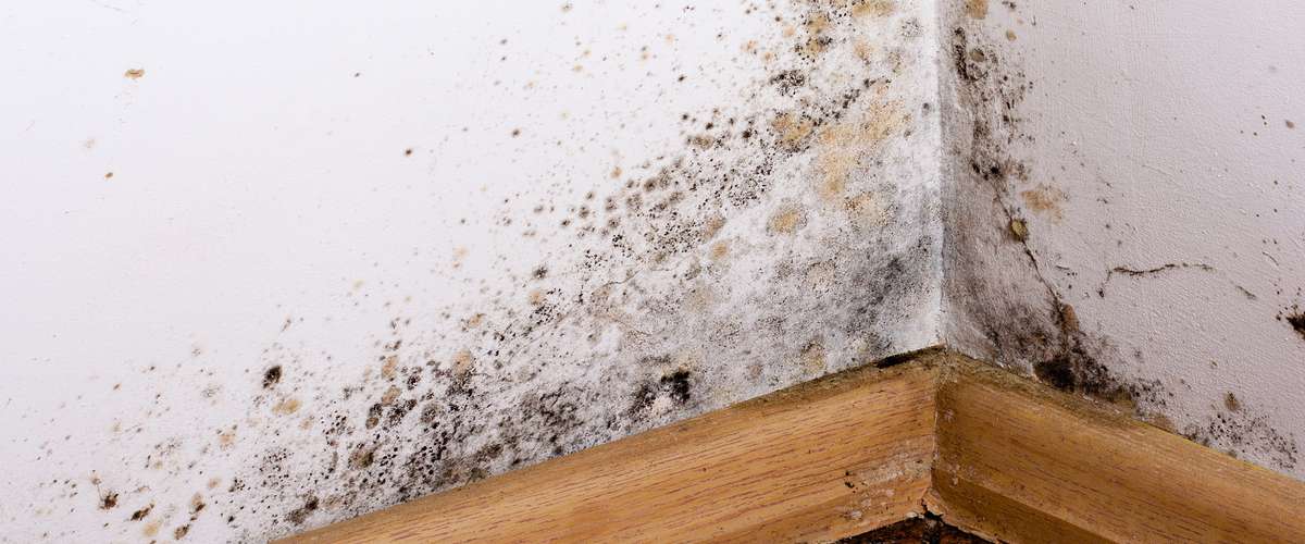 wall defects Object Detection Dataset and Pre-Trained Model by TesteCivilD