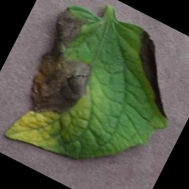 Tomato Leaf Diseases Object Detection Dataset By Yolov10 4336