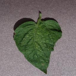 BHT - Roboflow Universe