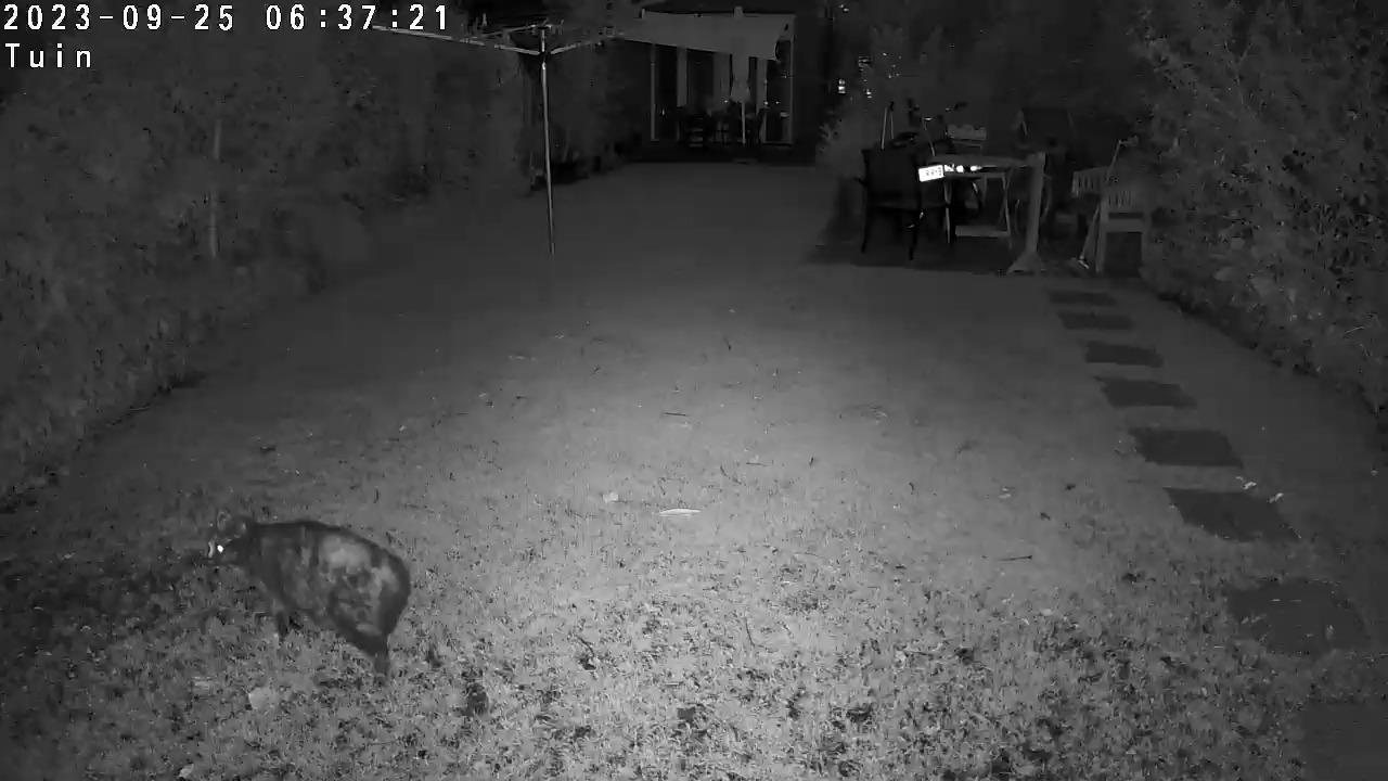 Cats Object Detection Dataset by CatDetector