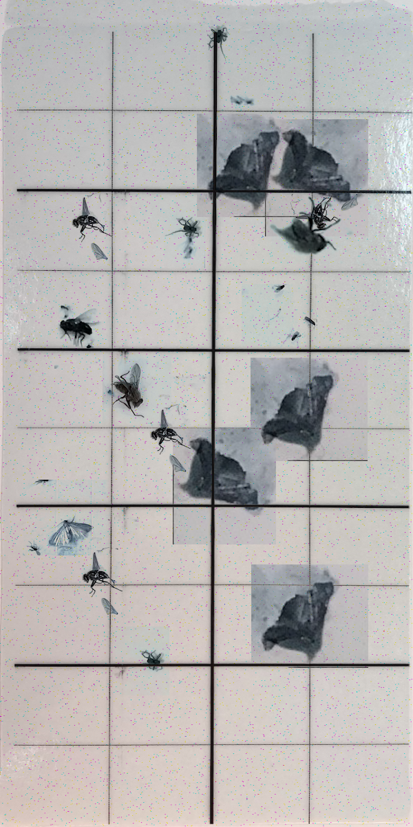Flysight 2.0 Object Detection Dataset by trappedpest