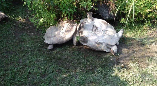 Turtle flip Object Detection Dataset and Pre-Trained Model by let try it once