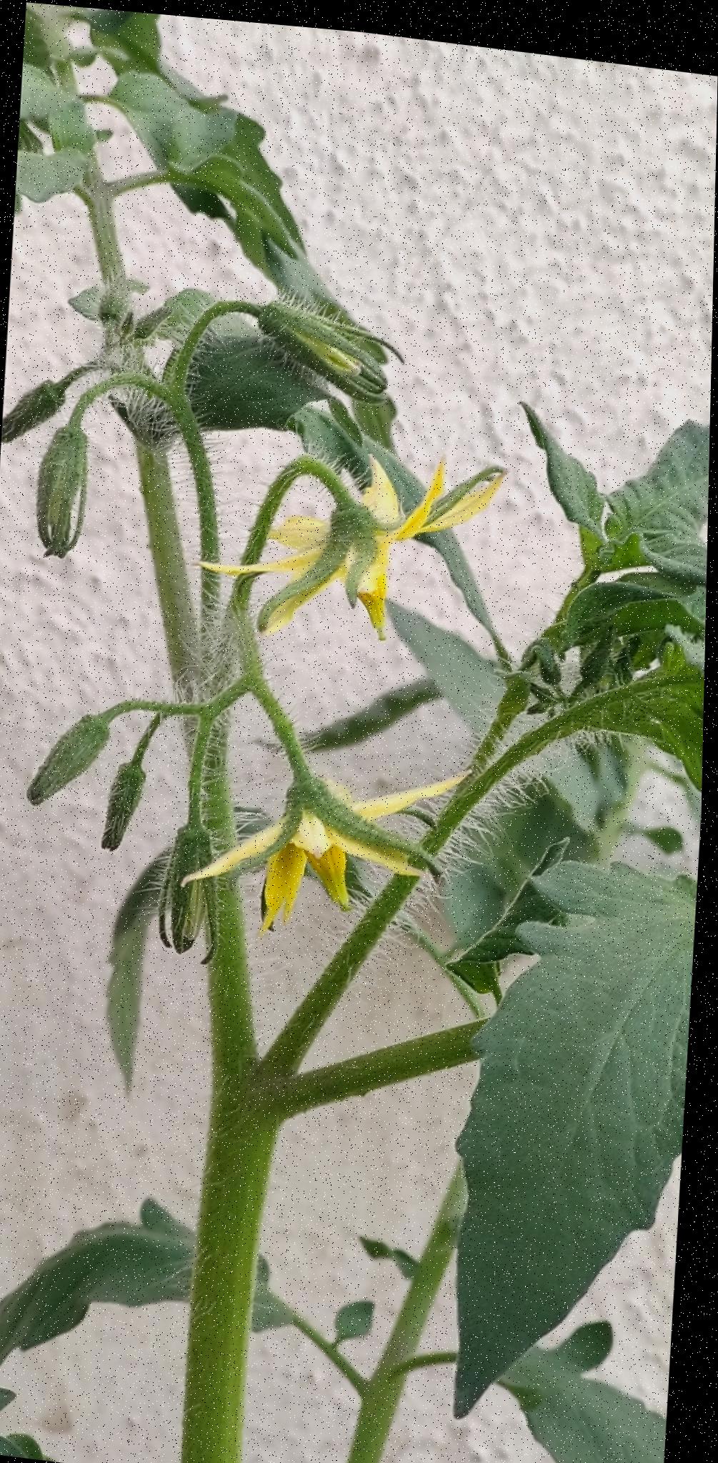 fatma besbes - Roboflow Universe