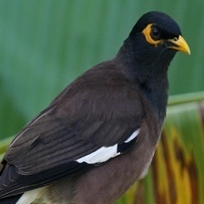 Bird Classification Model by Class