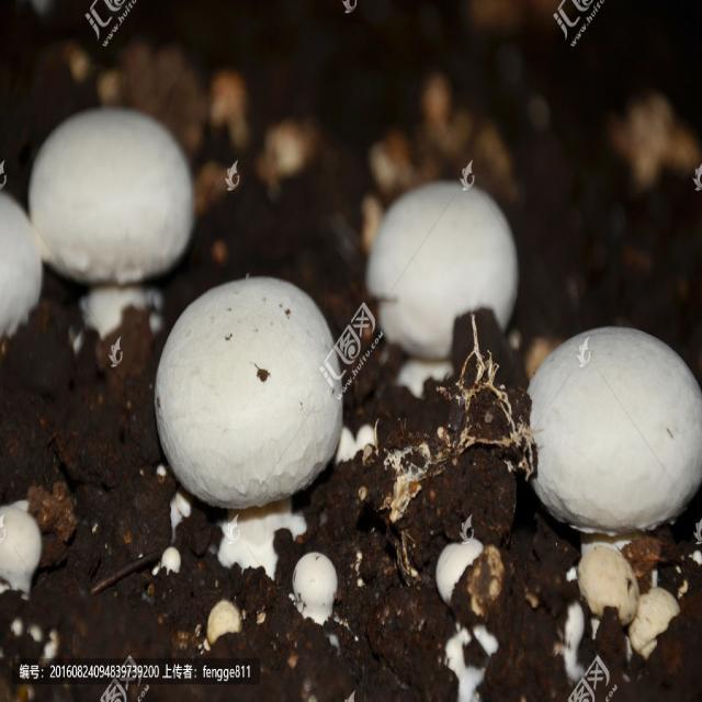 White Button Mushroom Detection Object Detection Dataset And Pre