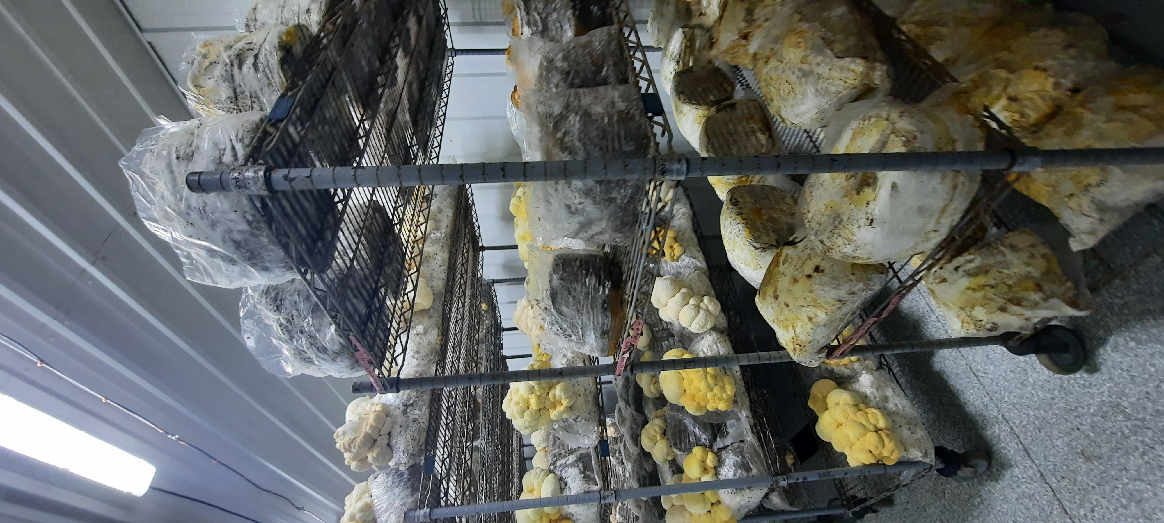 Urbanfarms Roboflow Universe