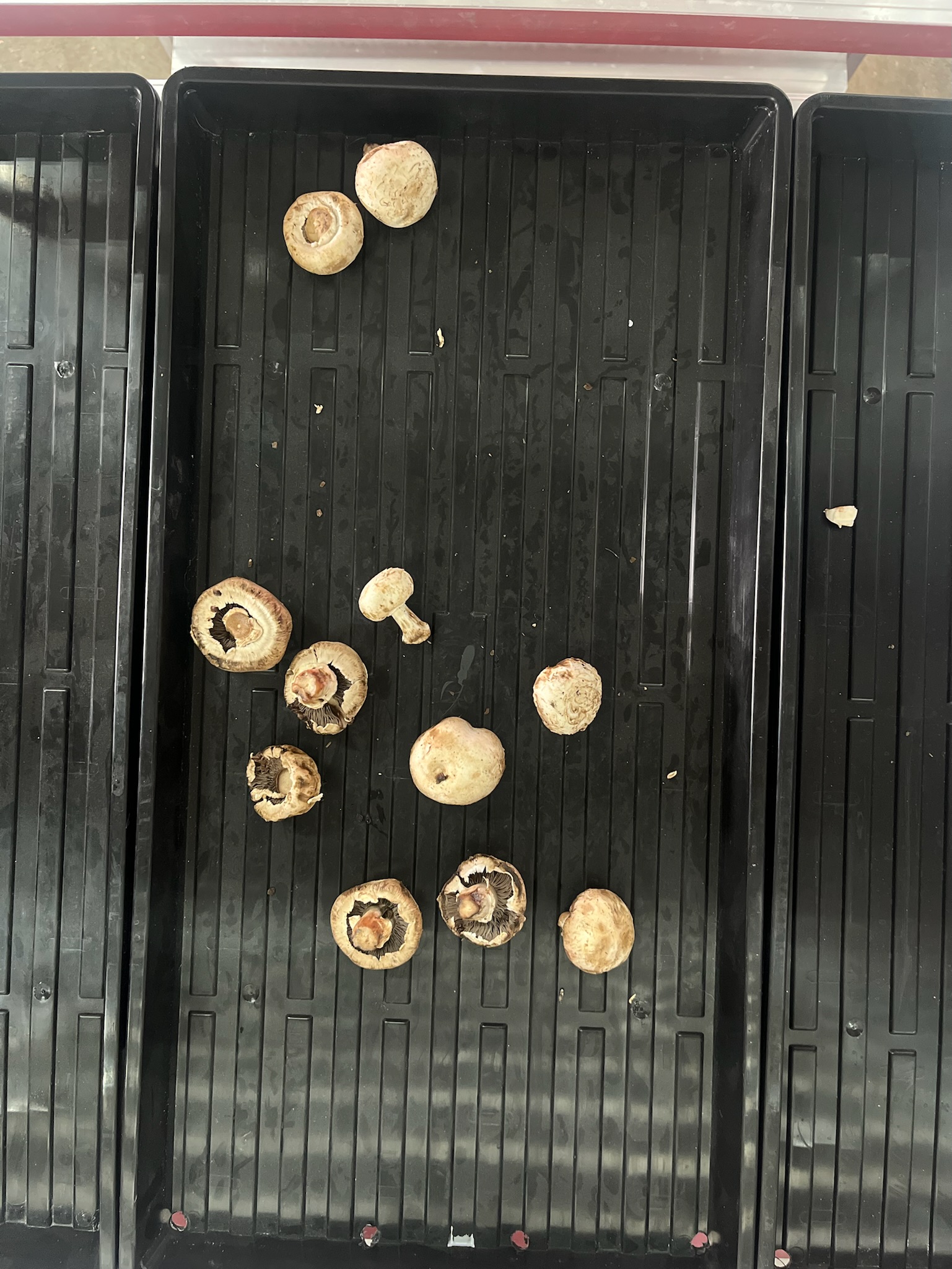 Button Mushroom Demo Dataset Object Detection Dataset By Urbanfarms