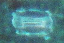 Stomata Project - Roboflow Universe