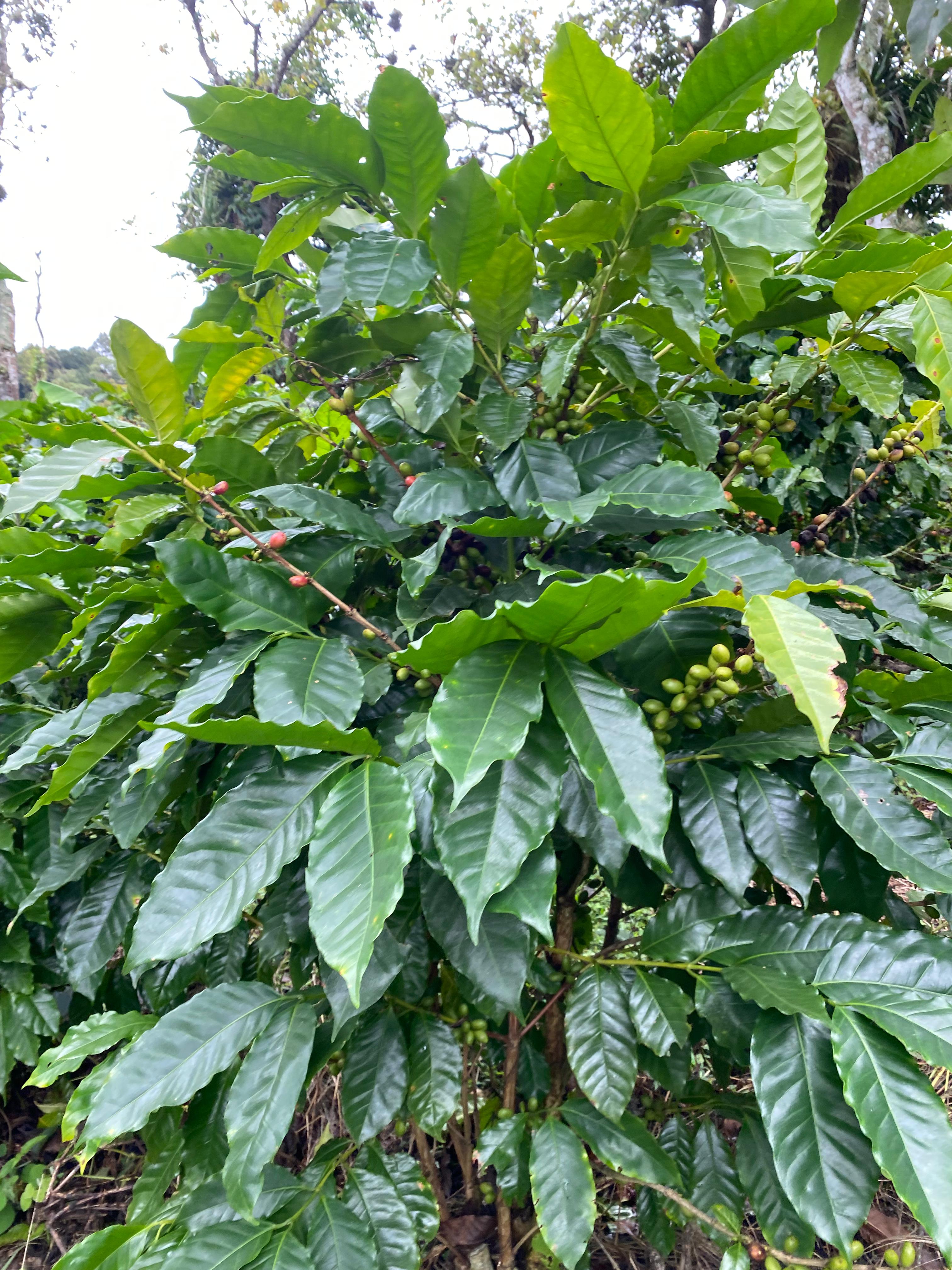 Coffee Leaf Detection Project - Roboflow Universe