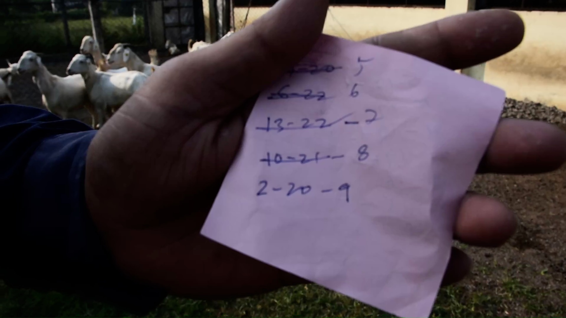 GoatFaceRecognition Object Detection Dataset and Pre-Trained Model by Goat Face Recognition