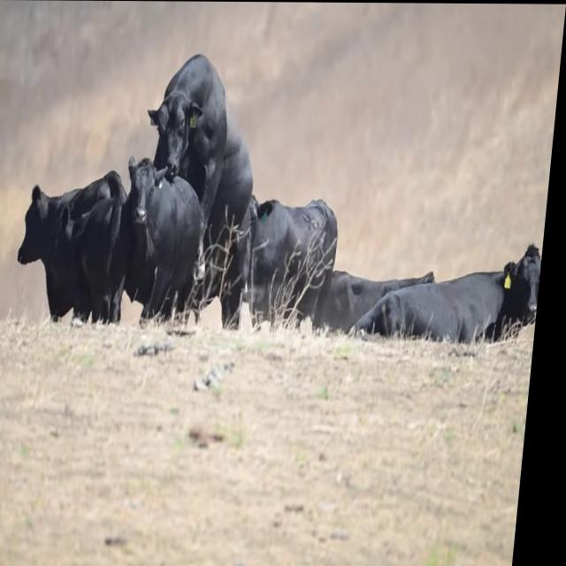 cow_mounting Object Detection Dataset by stageestrus