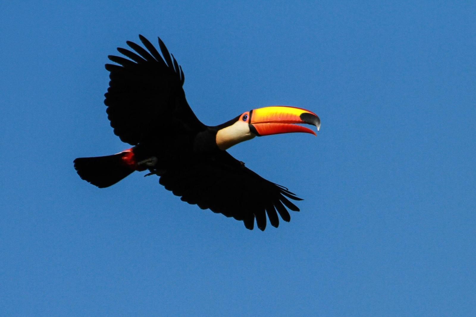 lab 2 Instance Segmentation Dataset by PAC