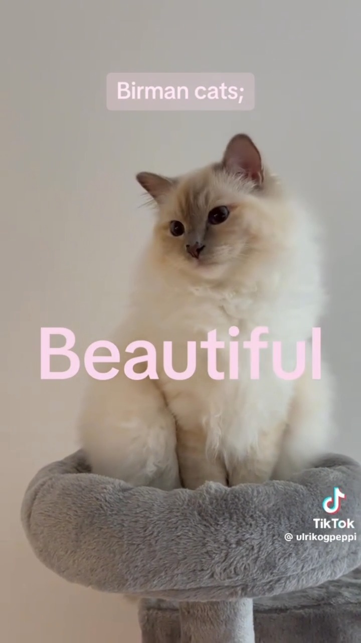 data mèo 2 Object Detection Dataset and Pre-Trained Model by mai huong