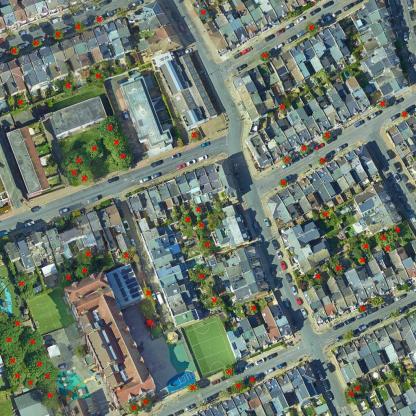 tree species Object Detection Model by tree species